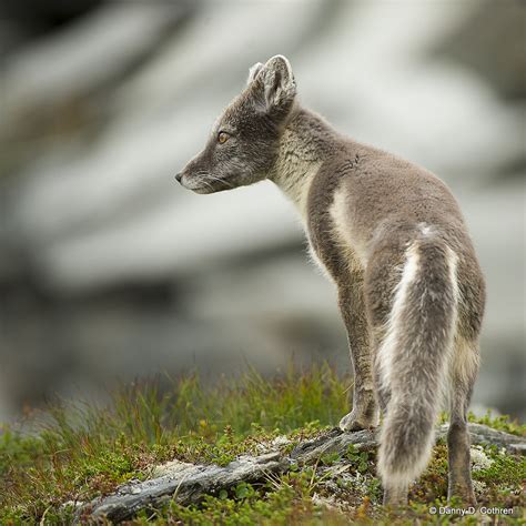 Fjellrev 5688 Dannys Photo