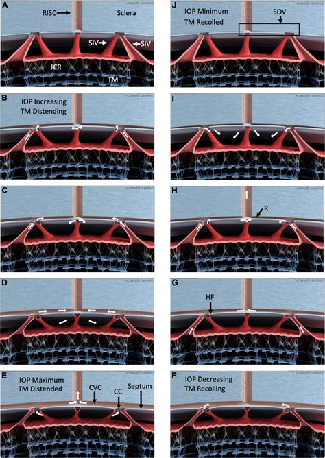 Motion And Flow Ballard At Brianna Rocher Blog