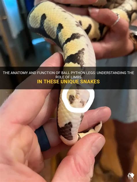 The Anatomy And Function Of Ball Python Legs Understanding The Role Of