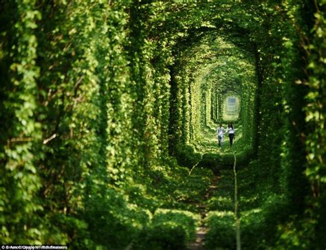 From Northern Ireland To Japan The World S Most Beautiful Tree Tunnels Revealed Daily Mail Online