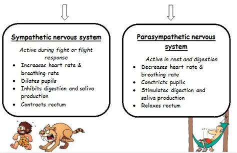Somatic Nervous System Definition Psychology Allmoli