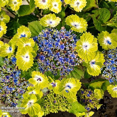 Hydrangea Teller Green Dream Blue