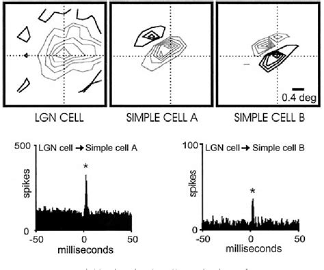 Figure 13 From Rules Of Connectivity Between Geniculate Cells And