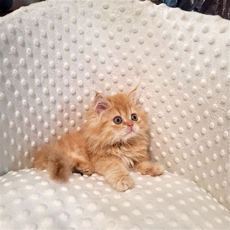 فروش بچه گربه بریتیش لانگ هیر بریتیش گلد بریتیش اصیل گربه اسکاتیش