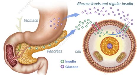 Normal Insulin And Glucose Production Illustration Stock Image F045 7808 Science Photo