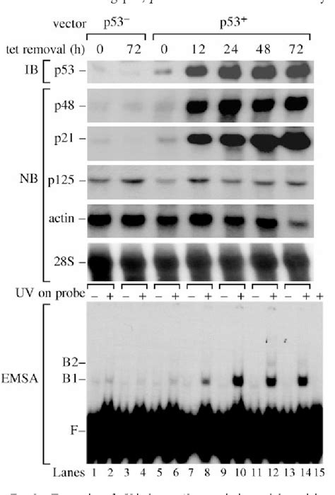 Xeroderma Pigmentosum Semantic Scholar