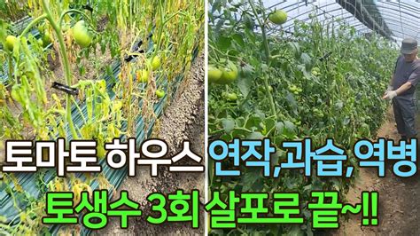 토마토 하우스 12년째 연작과 과습으로 각종 병원균청고병 역병까지 온 상태 고사 되기 직전 토생수 3회 살포로 토양개량