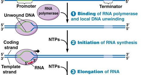 Blogging Away Transcription Translation