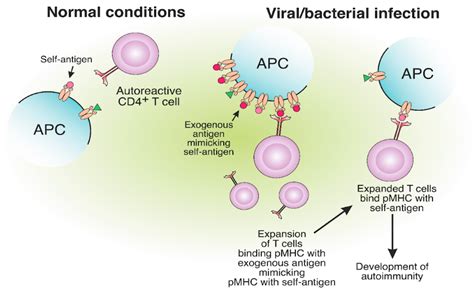 Major Histocompatibility Complex Class Ii Presentation In Autoimmunity