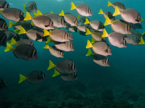 Divemaster Course Go Pro With Pacific Coast Dive Center