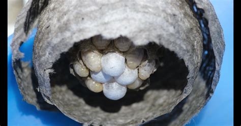 Wasp The Hornet S Nest Nest Free Stock Video Pixabay