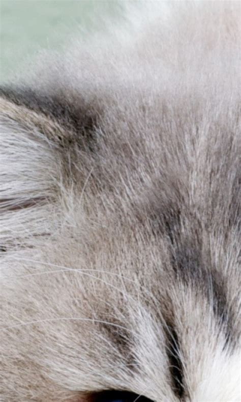 Php图像魔术师图像没有正确调整大小php Csdn问答 Php图像魔术师图像没有正确调整大小php Csdn问答