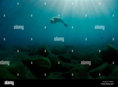 Mediterranean Monk Seal Monachus Monachus Juvenile Male Deserta Grande Desertas Islands