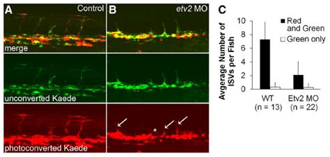 Vascular Recovery In Etv2 Morpholino Mo Injected Etv2kaede Embryos