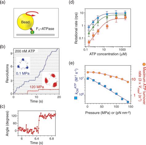 Color Online Stepping Rotation Of F 1 Atpase A Experimental Download Scientific Diagram
