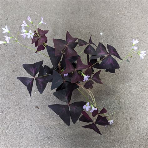 Oxalis Triangularis Purpurea Serres Lavoie