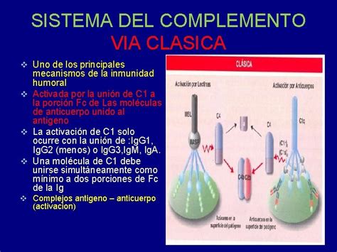 Sistema Inmune Sistema Del Complemento Sistema Inmune El