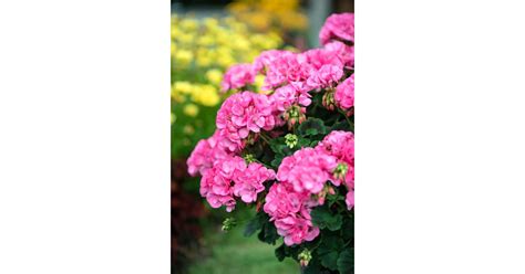 Zonalpelargon Big Eeze Pink 12 Cm 25 30 Cm Svenskt Sigill Från Sverige Arvidssons