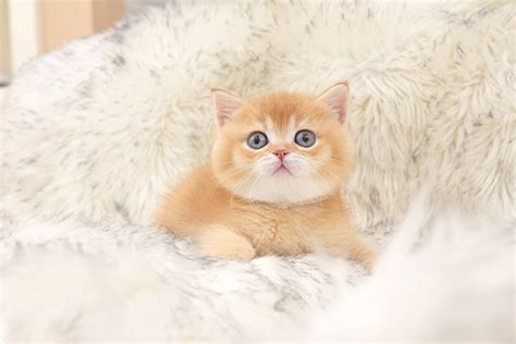 인천고양이분양 고양이분양 테디럽 인천점 먼치킨 아메리칸숏헤어 페르시안 러시안블루 스코티쉬폴드 브리티쉬숏헤어