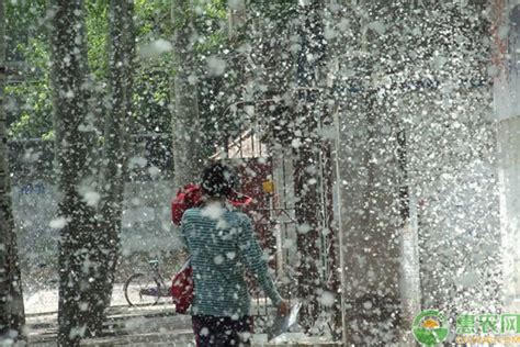 杨絮柳絮几月份开始几月份结束 惠农网