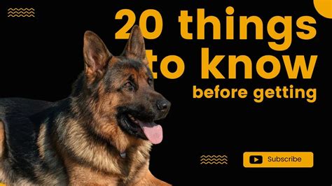 Things To Know Before Getting A German Shepherd