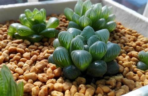 草玉露的养殖方法 农村致富网