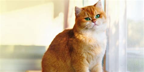 8 Garfield Cat Breeds Worth Purring Over