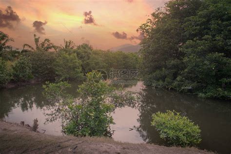 红树林环绕的湖景高清图片下载 正版图片506737505 摄图网