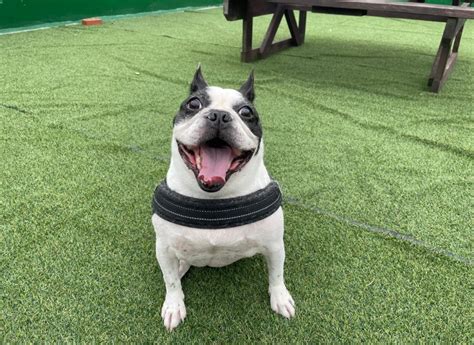 보스턴테리어띵동이 강아지책임분양 컴투펫케어센터