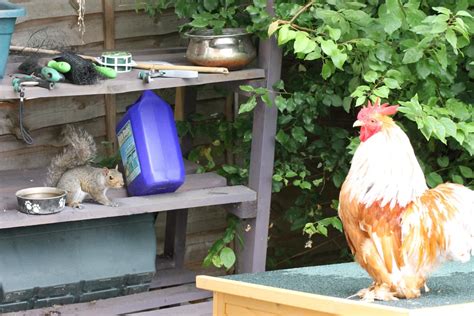 Discover More Like Squirrels Our Squirrels Are Weary Of The New Hens And Cockerels We Bought