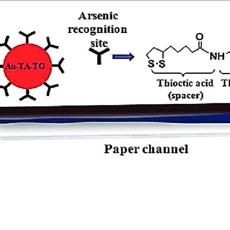 Illu S Tration Of A Paper Based Microfluidic Device For The Detection Download Scientific