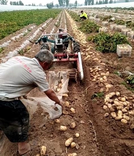 農民機械化收土豆 城市人一般看不到 每日頭條