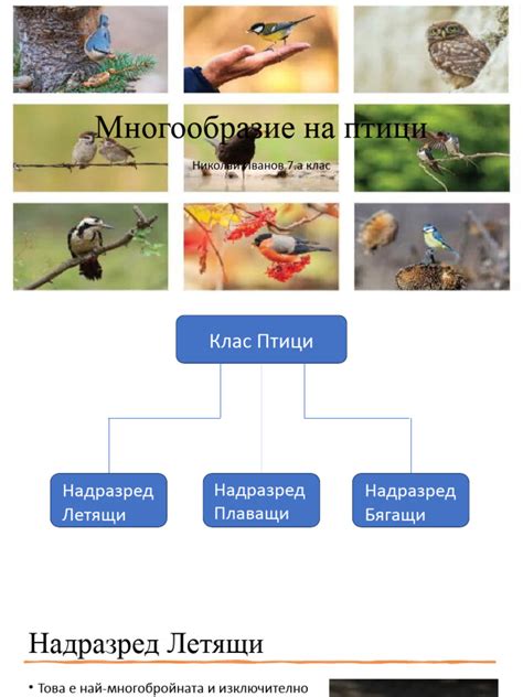 многообразие на птици Pdf