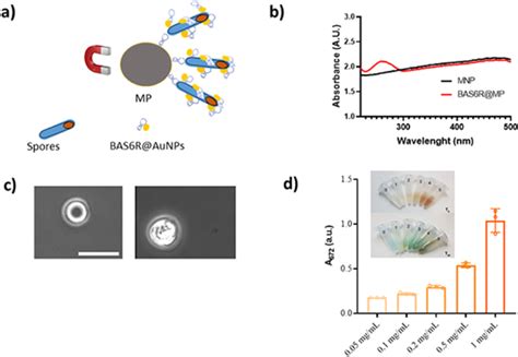 A Schematic Illustration Of B Cytotoxicus Spores Forming Into A Download Scientific Diagram