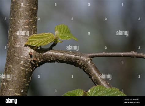 Hazelnut Tree Hazel Tree Hazelnut Trees Hazel Trees Stock Photo Alamy