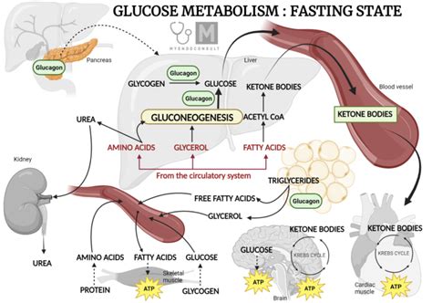 Role Of Insulin And Glucagon In Metabolism My Endo Consult