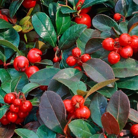 Gaultheria Procumbens White Flower Farm