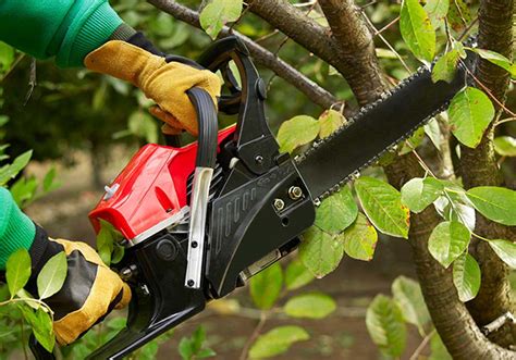 Tree Trimming Pruning Services Near Me