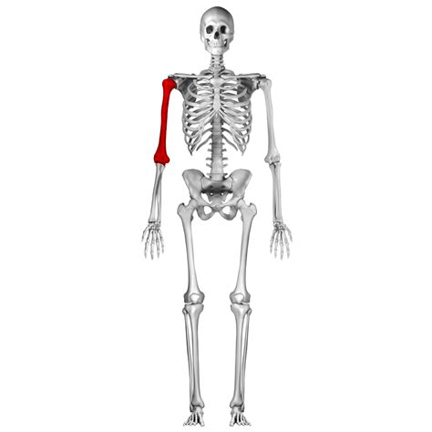 Humerus Labeling Quiz