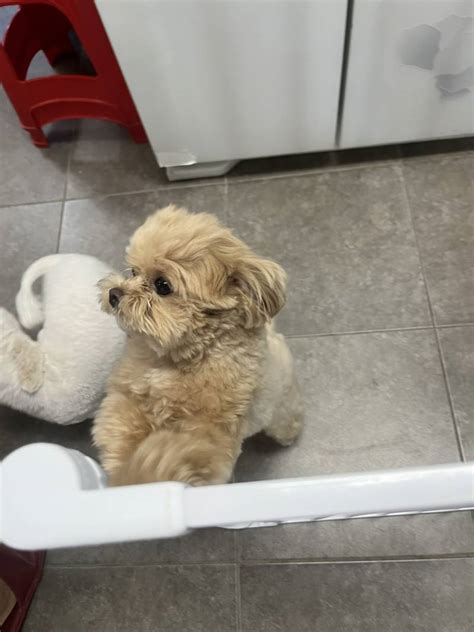 [잡담] 갈색 강아지 말티주야 인스티즈 Instiz 일상 카테고리