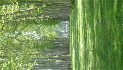 Tree Conservation Facts Garden Guides