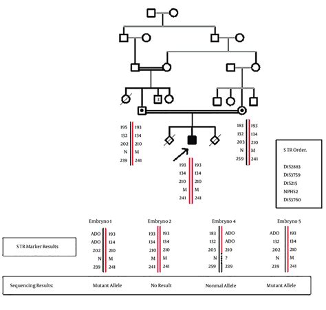 Results Of STR Based Linkage Analysis And Cycle Sequencing Used In PGD Download Scientific