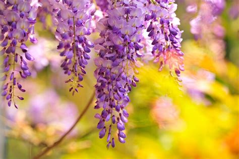 嘉義變身夢幻紫色山城！「2021瑞里紫藤花季」公布26大最佳賞花景點，紛紛吹起浪漫風暴，只限時一個月 Yahoo奇摩時尚美妝