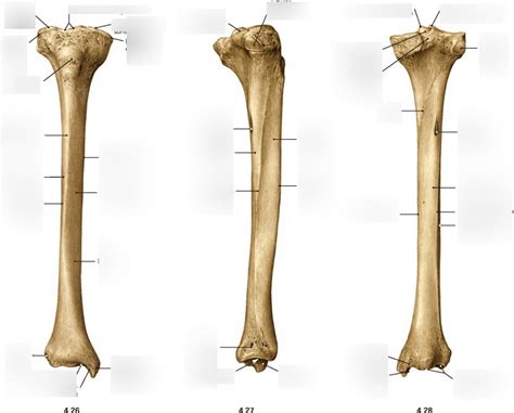 Tibia Diagram Quizlet