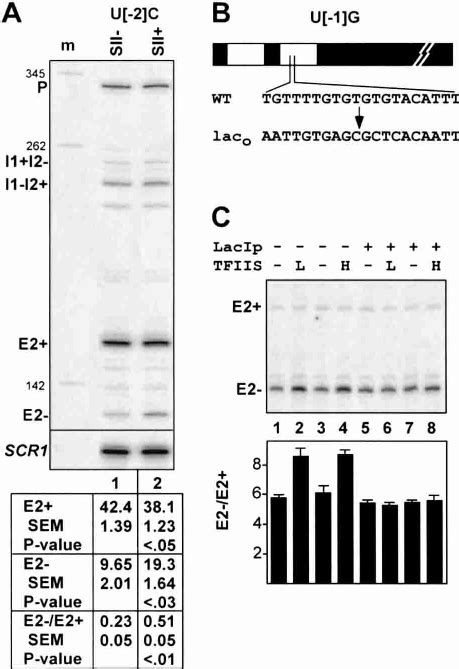 A Transcriptional Block To Elongation Abrogates Tfiis Dependent Exon Download Scientific