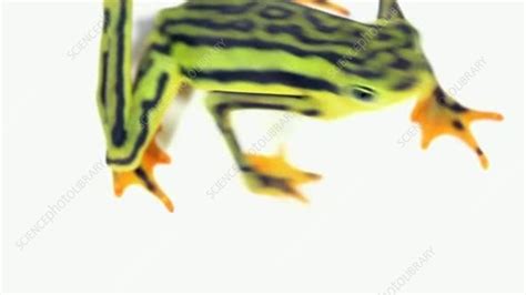 Elegant Stubfoot Toad Stock Video Clip K0041440 Science Photo