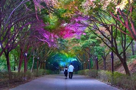 밤에도 반짝이는 단풍 절경 무료로 즐기는 수도권 가을 여행지 여행탐구