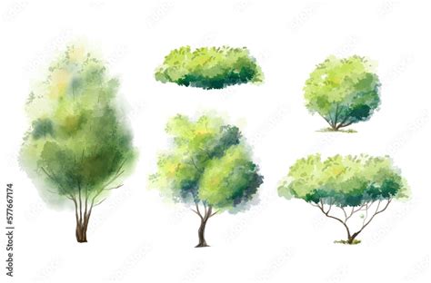 Watercolor Tree Vector In Side View Isolated On White Background For Landscape Plan And