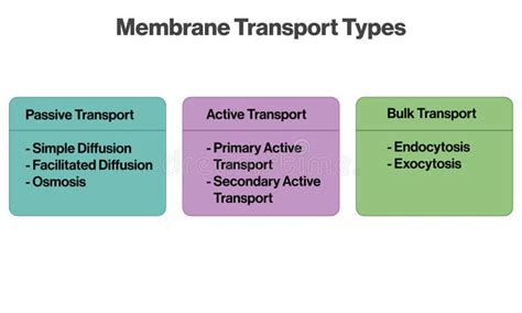 Endocytosis And Exocytosis Venn Diagram