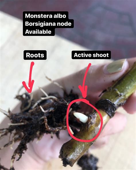 New Node Cuttings Available Cootco Farm And Plants